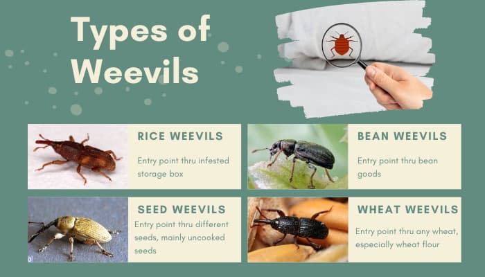 How to Get Rid of Weevils in My Bedroom (Various Measures) How to Get Rid of Weevils in My Bedroom (Various Measures)
